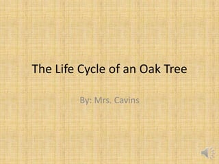The life cycle of an oak tree | PPT