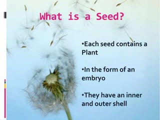 The Life Cycle Of A Plant | PPTX