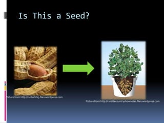 The Life Cycle Of A Plant | PPTX