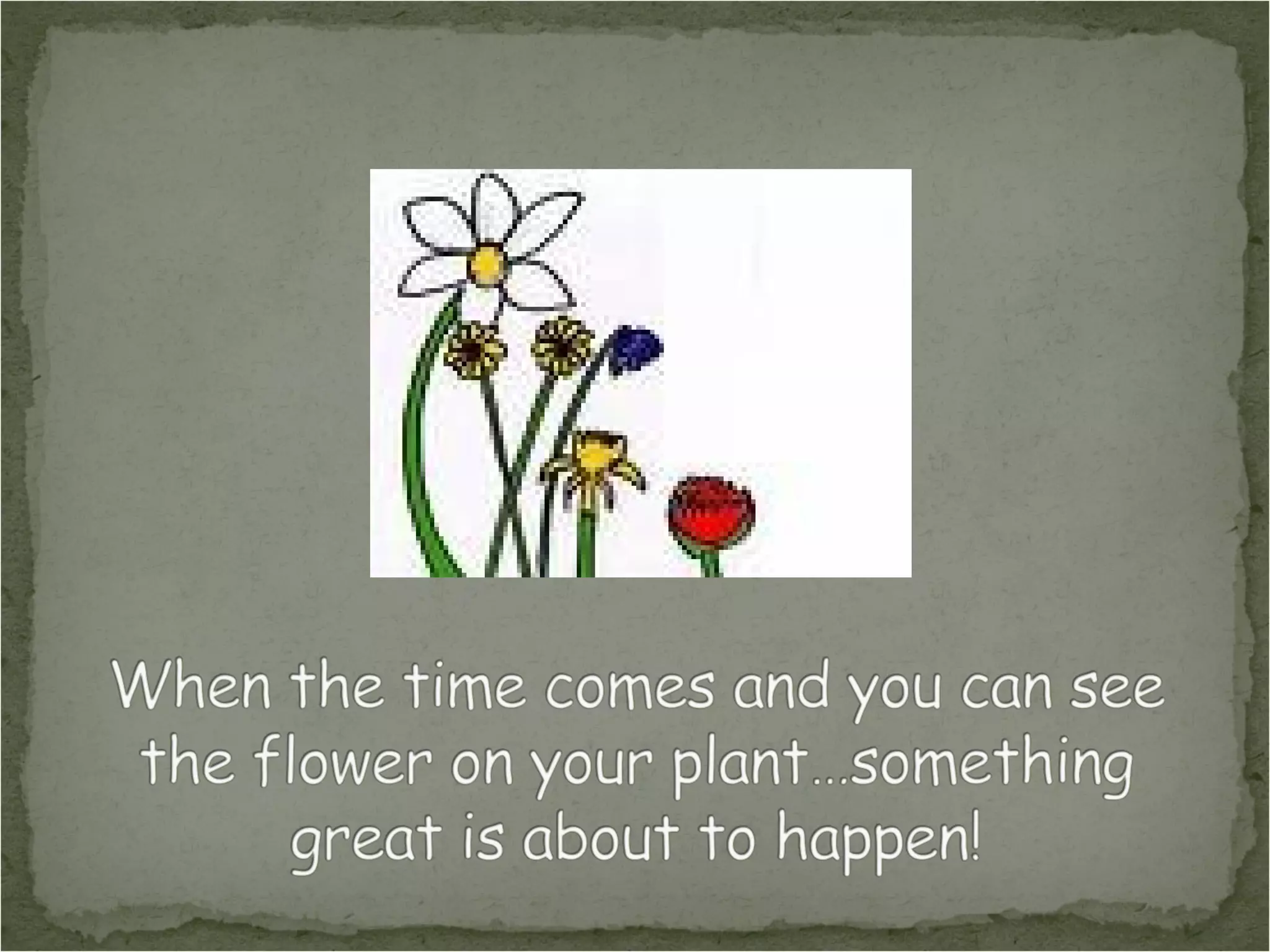 The Life Cycle Of A Plant | PPT