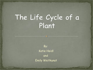 The Life Cycle Of A Plant | PPT
