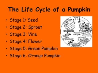 The Life Cycle of a Pumpkin | PPT