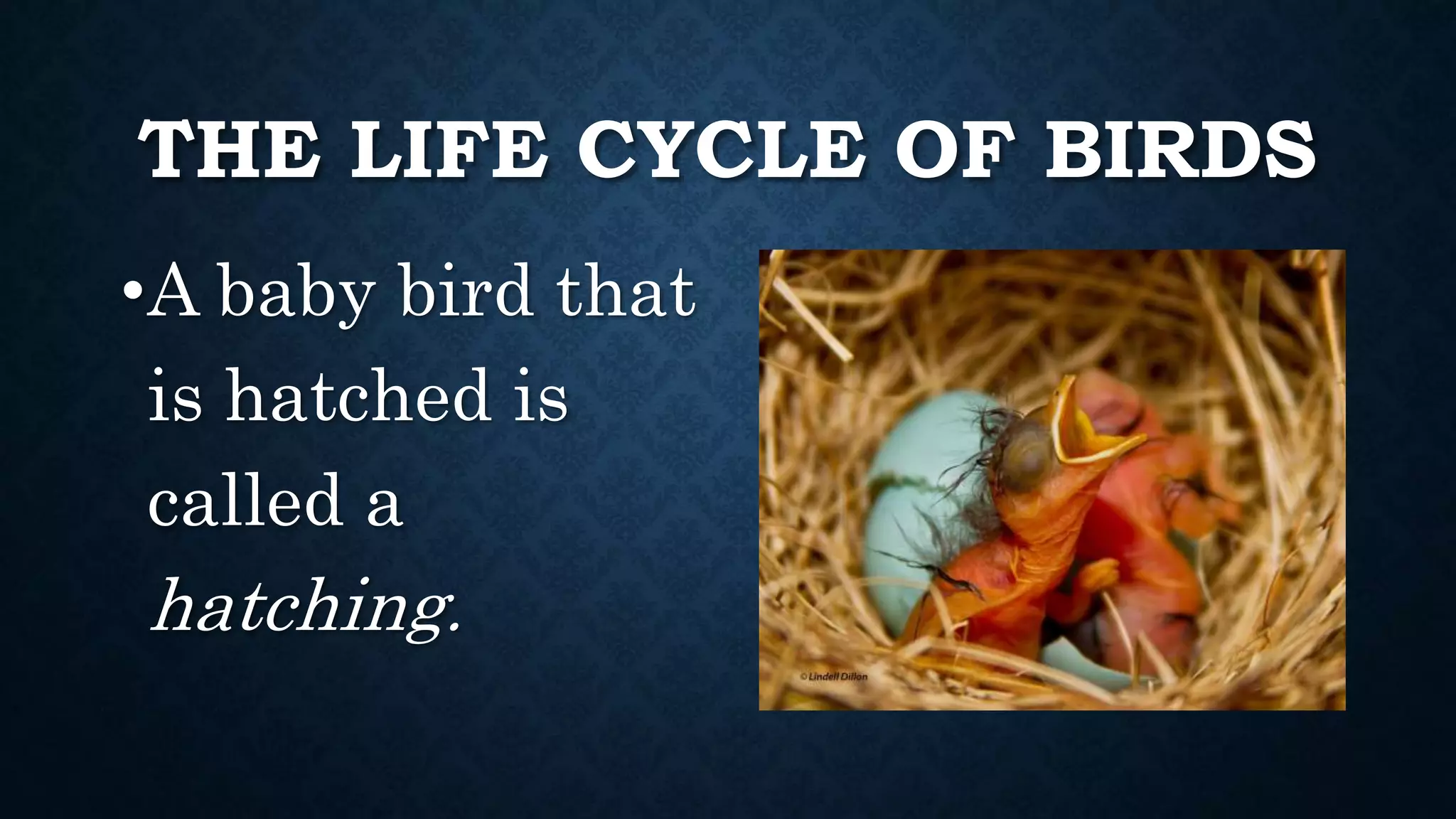 The life Cycle of a Bird | PPTX