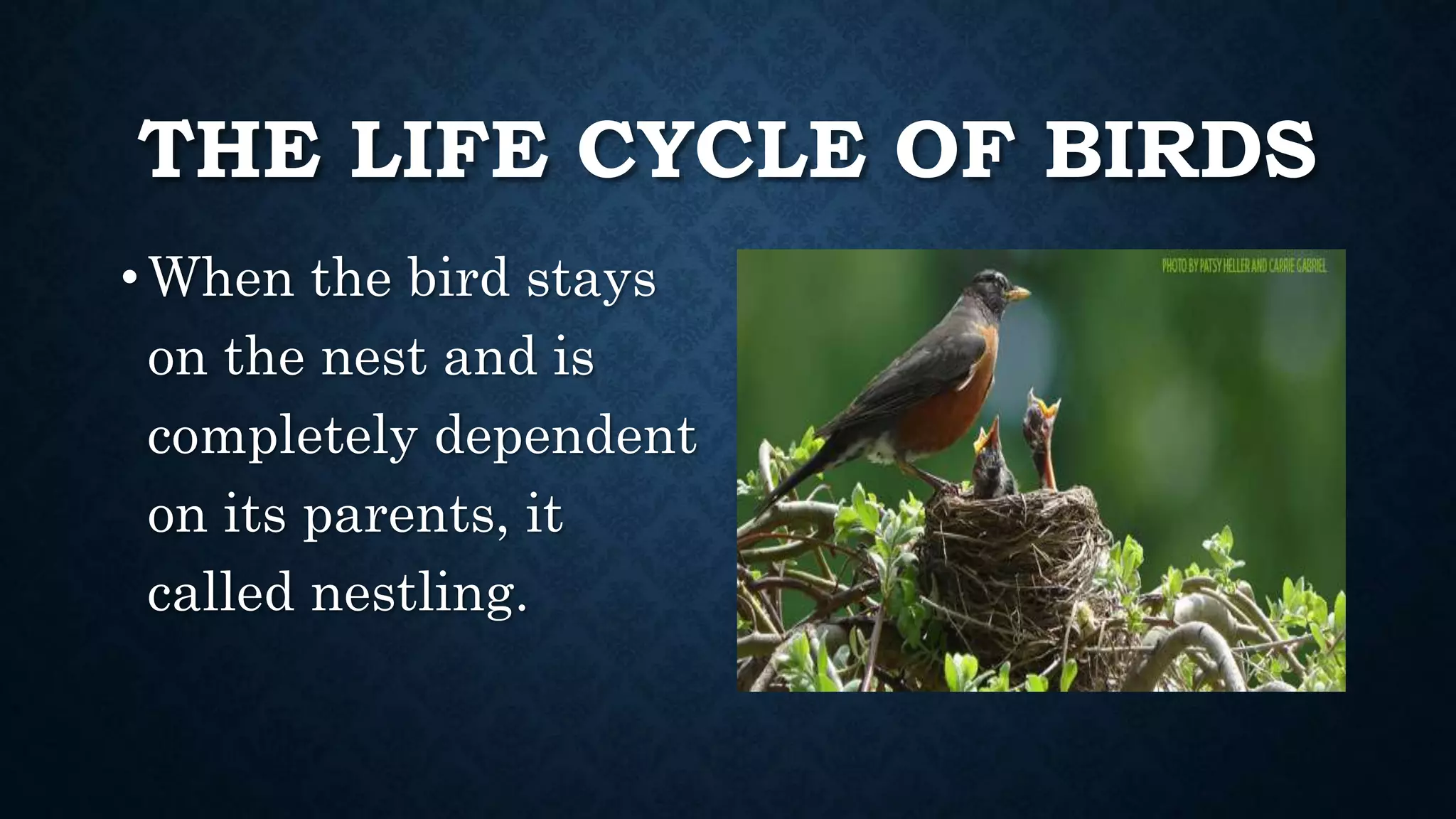 The life Cycle of a Bird | PPTX