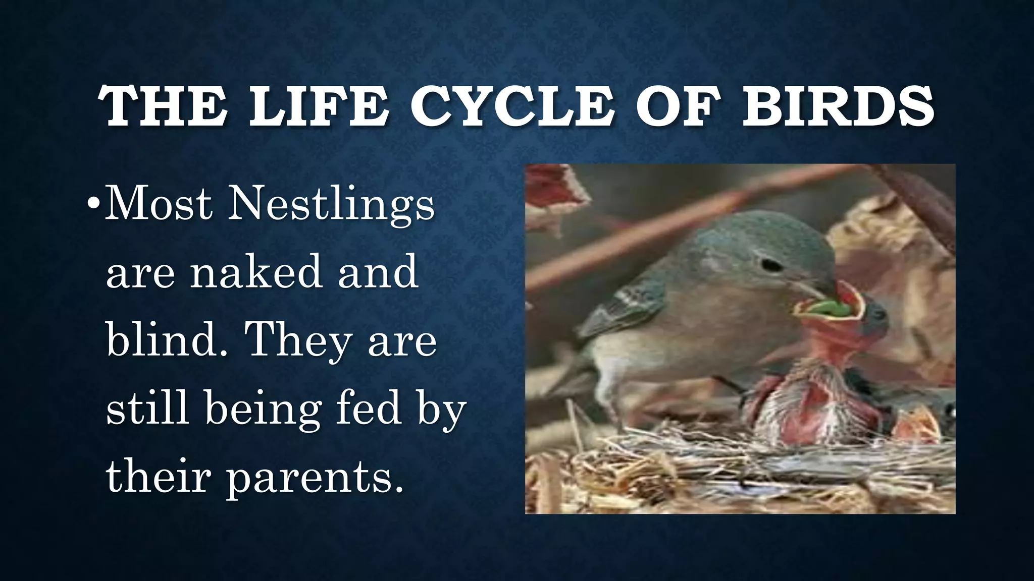The life Cycle of a Bird | PPTX