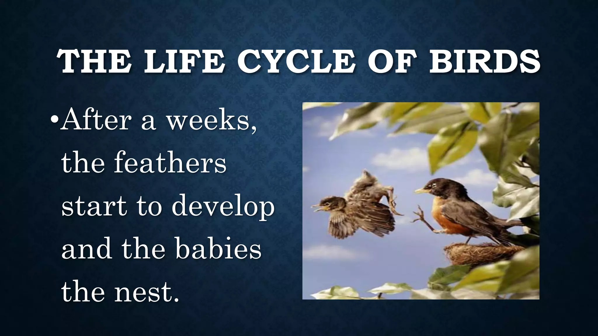 The life Cycle of a Bird | PPTX