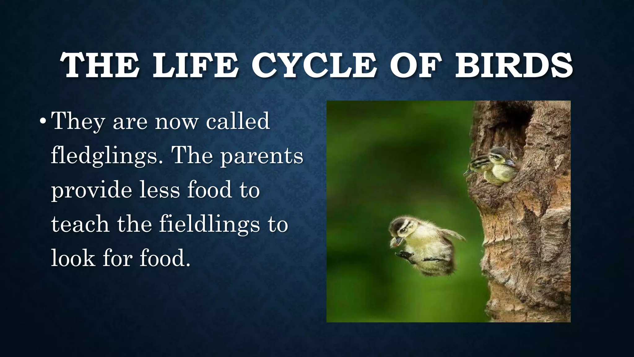 The life Cycle of a Bird | PPTX