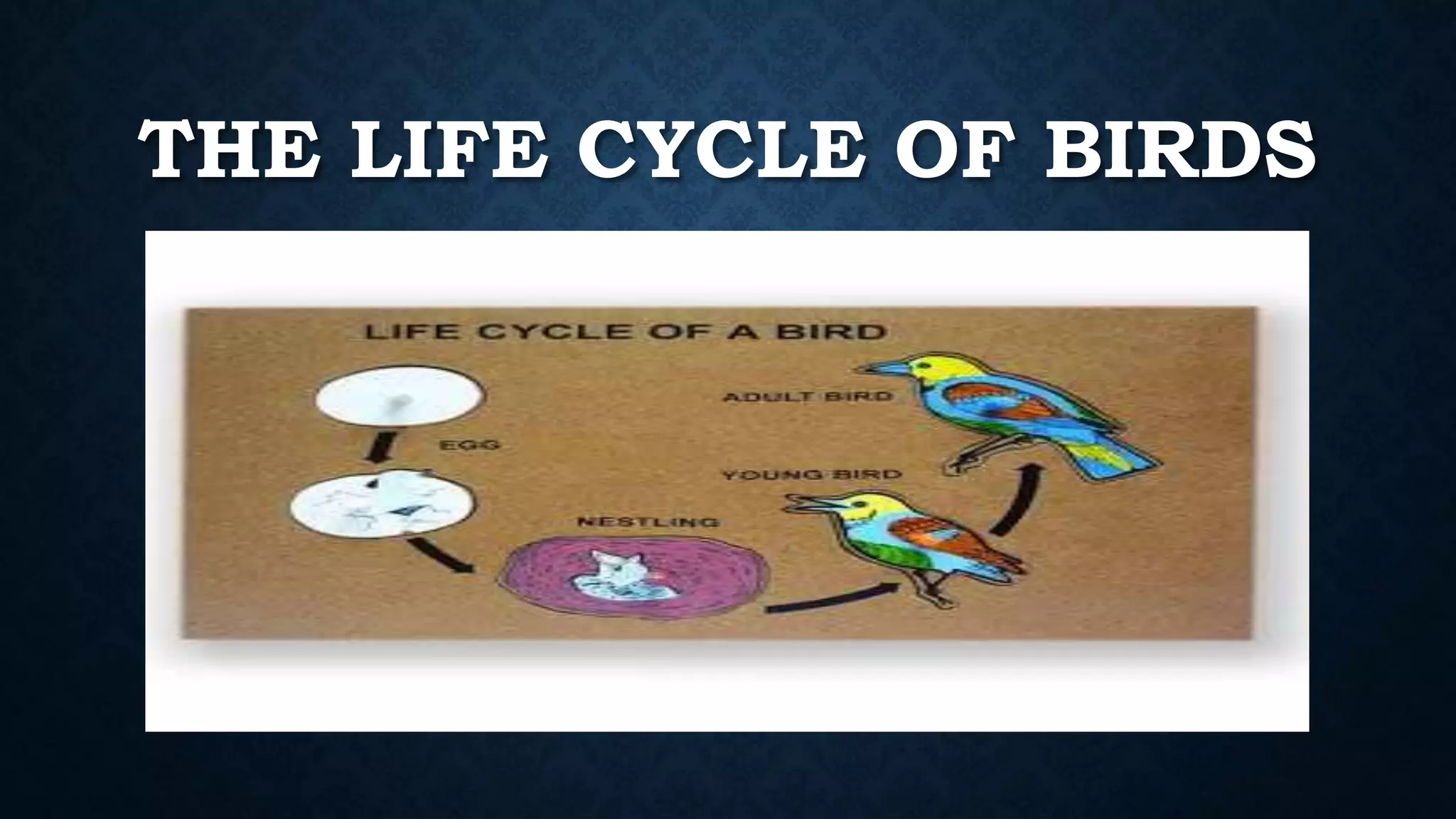 The life Cycle of a Bird | PPTX