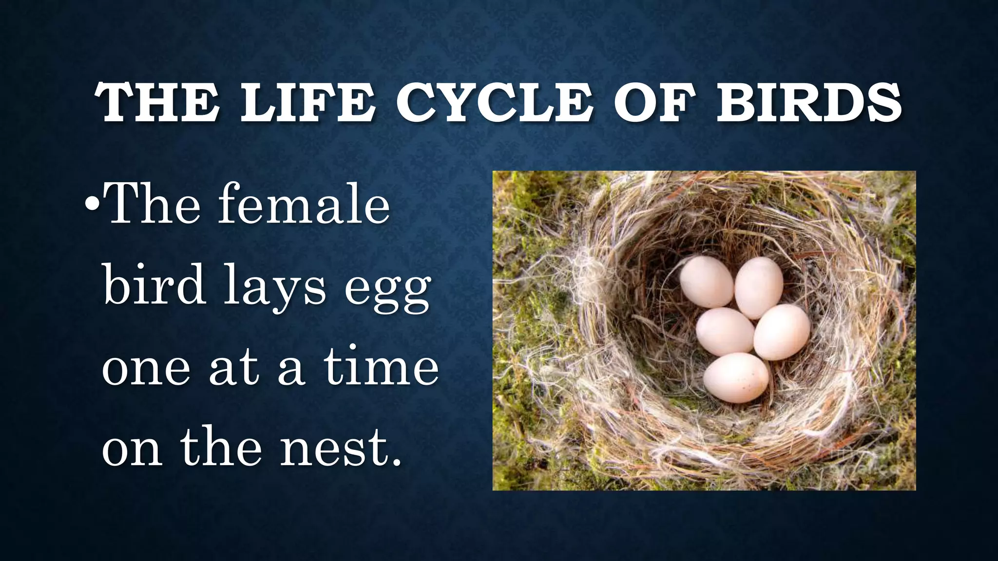 The life Cycle of a Bird | PPTX
