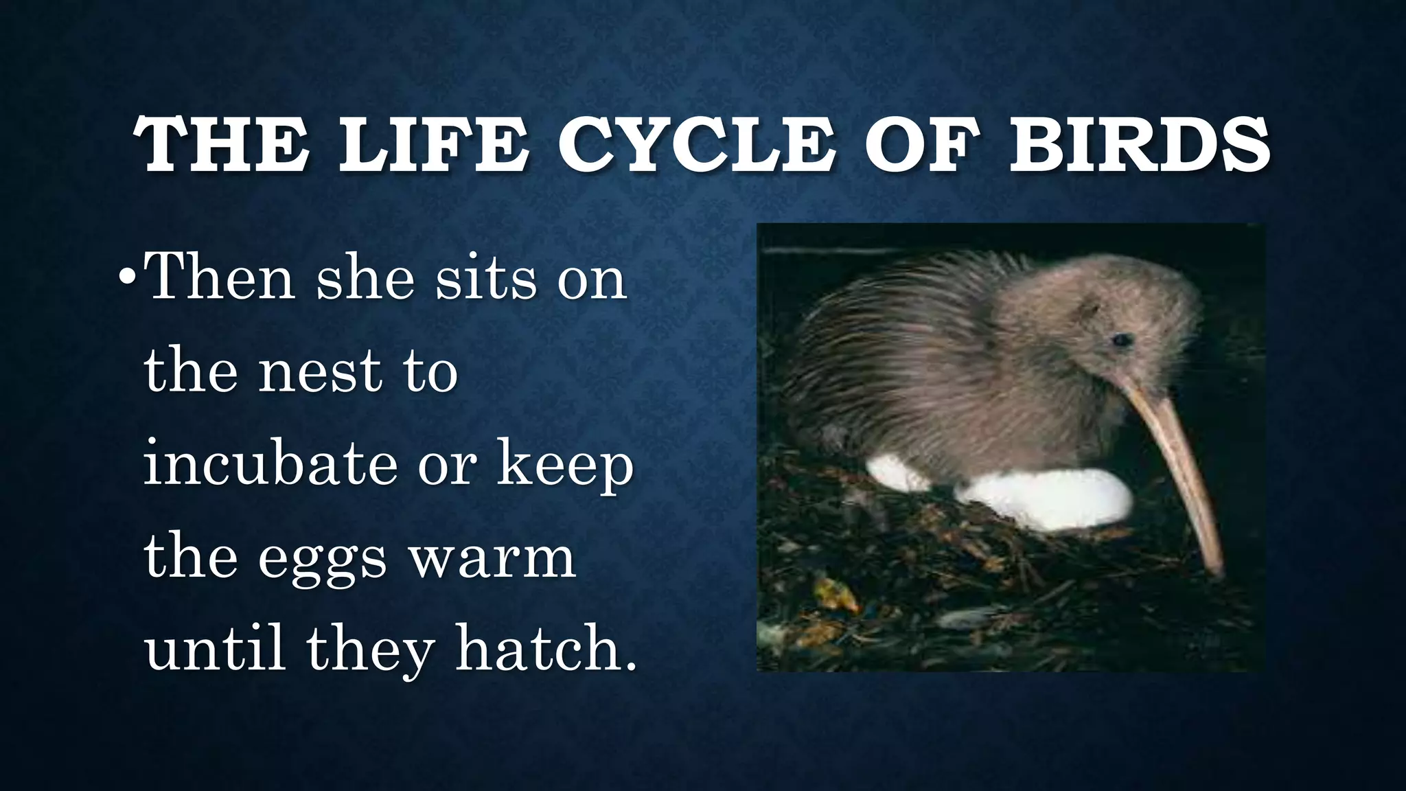 The life Cycle of a Bird | PPTX