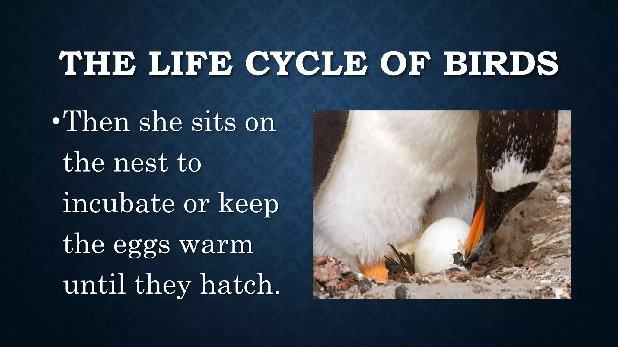 The life Cycle of a Bird | PPTX