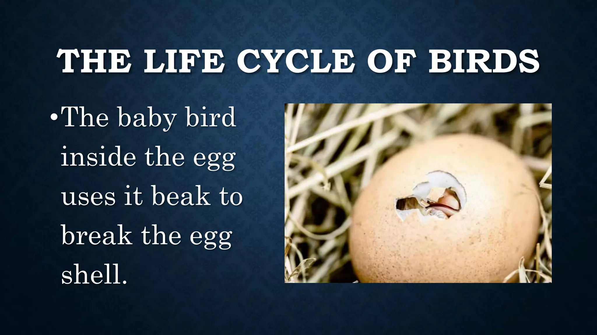 The life Cycle of a Bird | PPTX