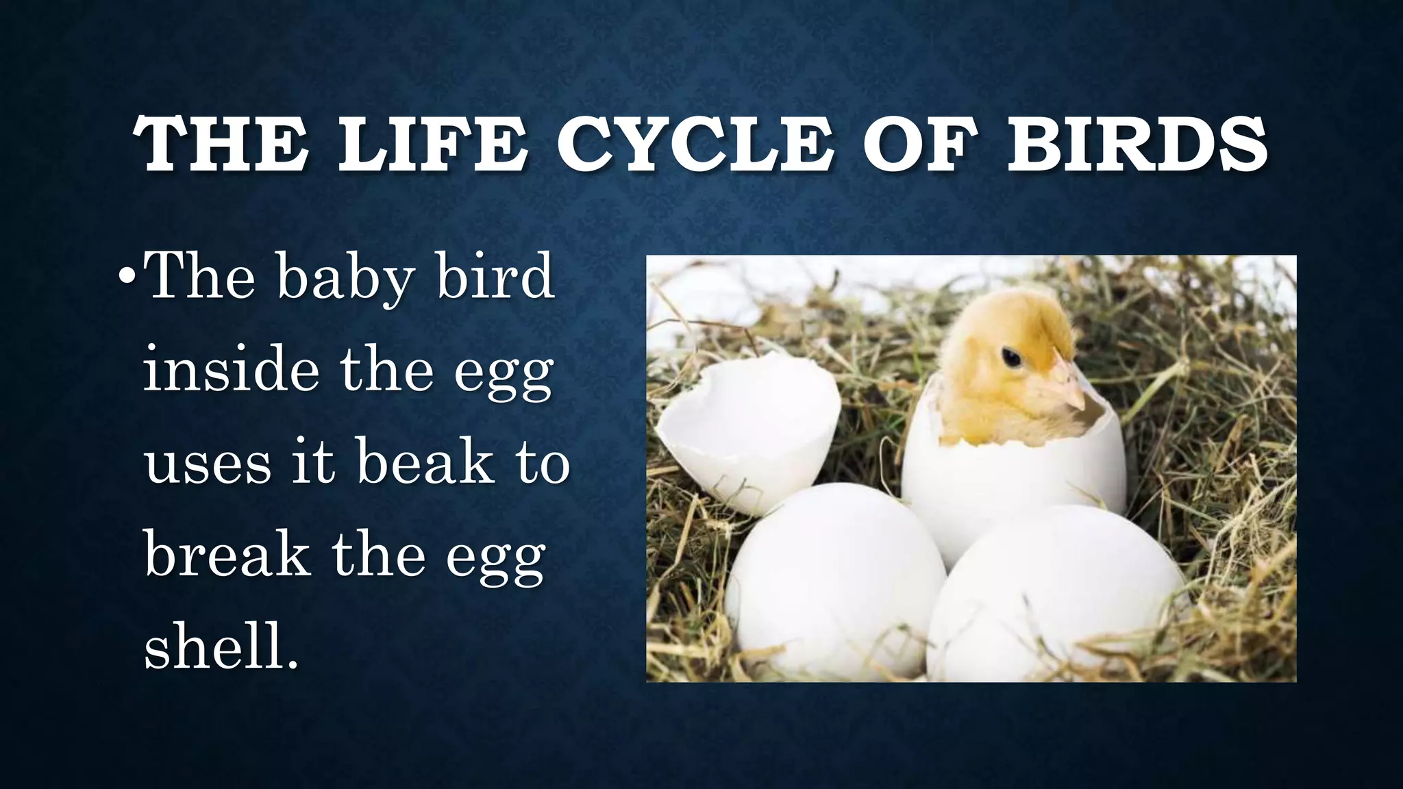 The life Cycle of a Bird | PPTX