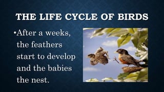The life Cycle of a Bird | PPTX