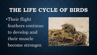 The life Cycle of a Bird | PPTX