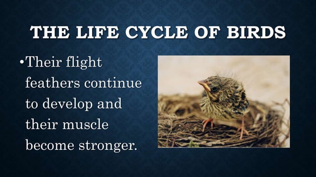 The life Cycle of a Bird | PPTX | Birdwatching | Hobbies & Interests
