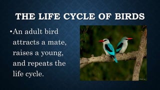 The life Cycle of a Bird | PPTX