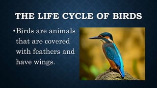The life Cycle of a Bird | PPTX