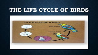 The life Cycle of a Bird | PPTX