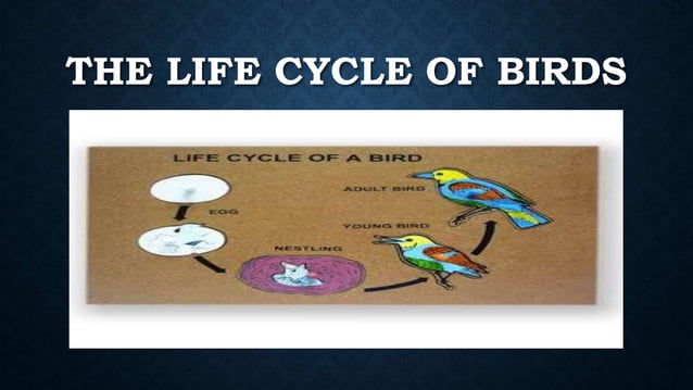 The life Cycle of a Bird | PPTX | Birdwatching | Hobbies & Interests