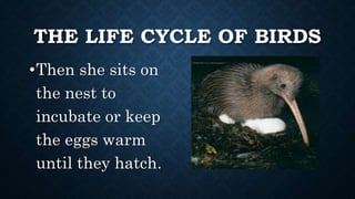 The life Cycle of a Bird | PPTX
