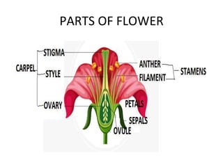 The lifecycle of flowering plants. | PPTX
