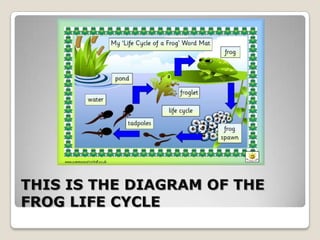 The life cycle of frog by Nathaniel Situmorang | PPTX