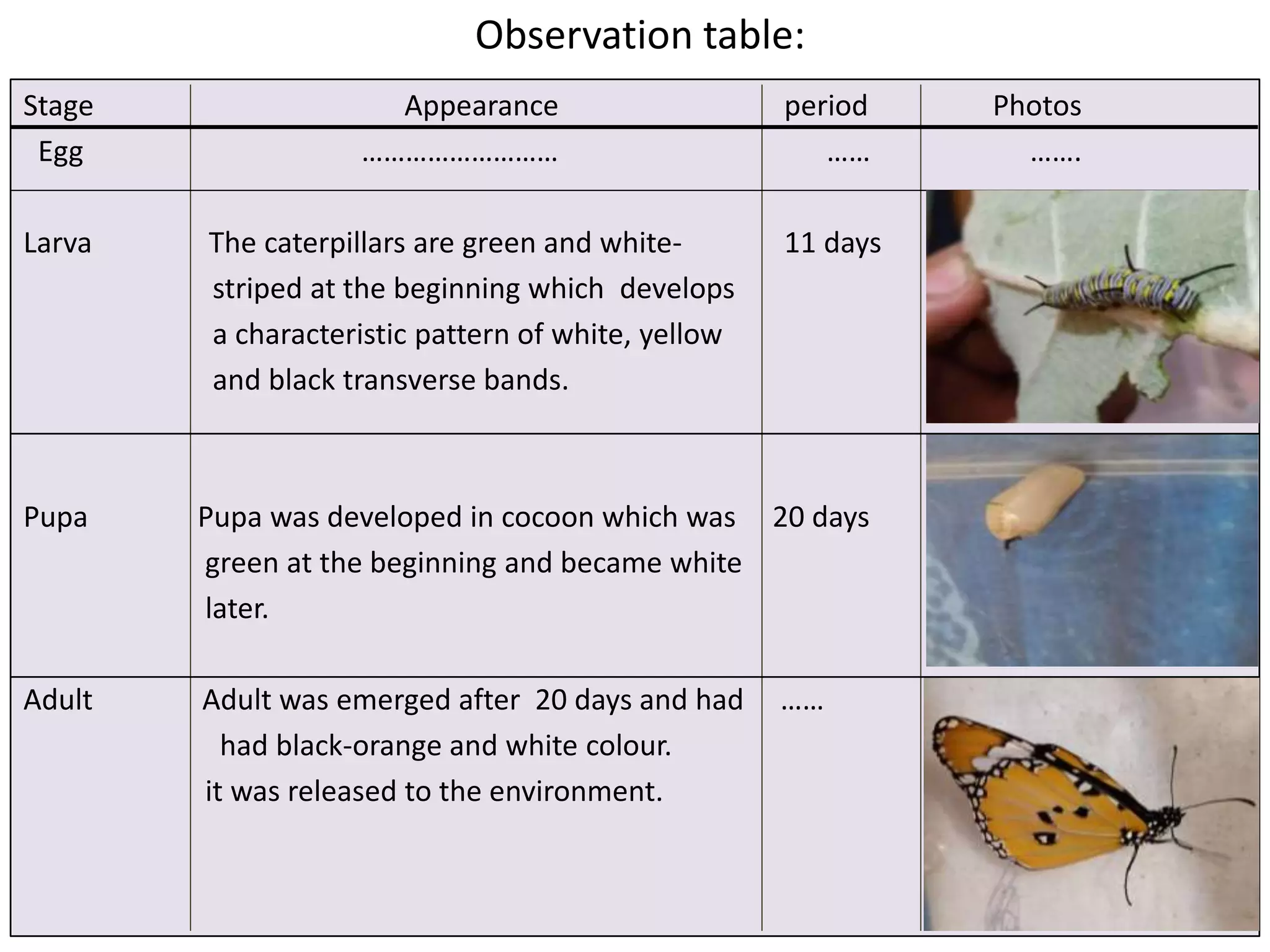 A presentation on lifecycle and rearing of monarch butterfly. | PPTX