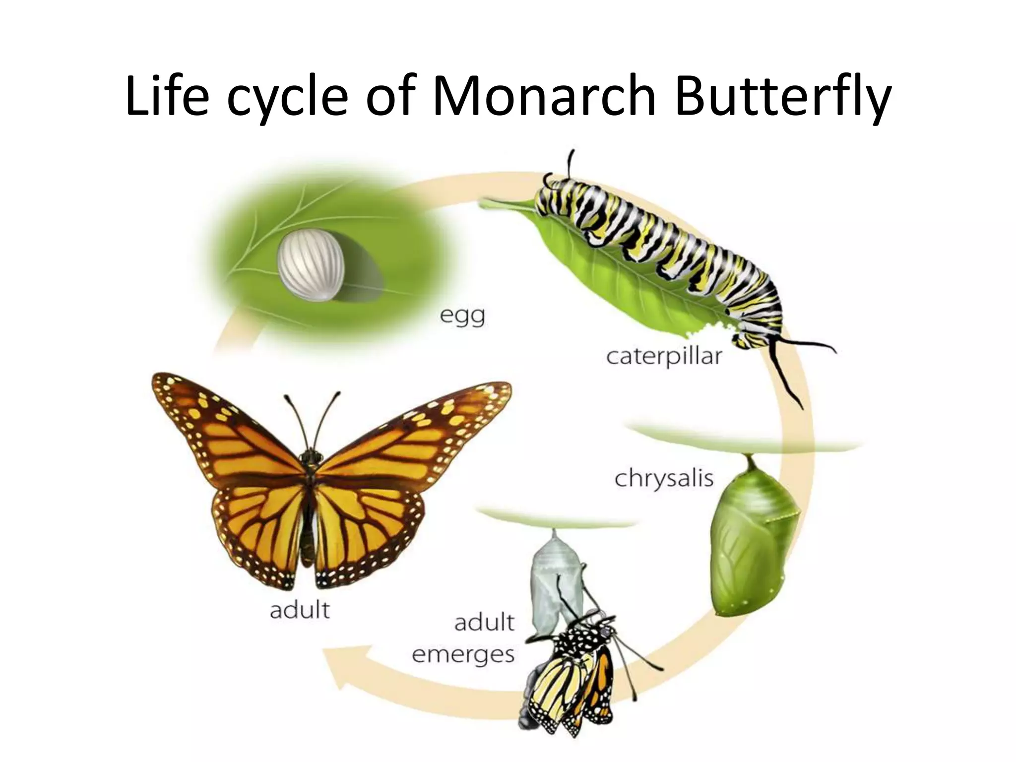 A presentation on lifecycle and rearing of monarch butterfly. | PPTX ...