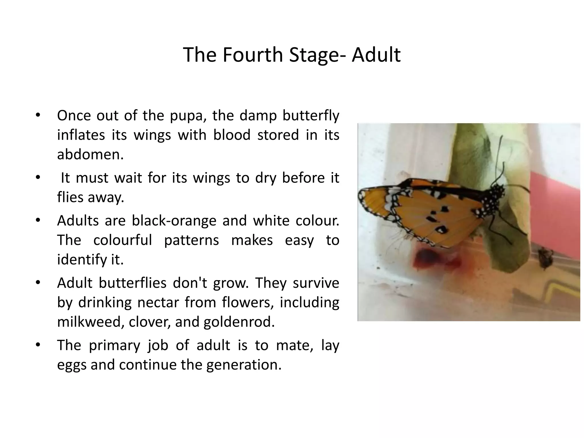 A presentation on lifecycle and rearing of monarch butterfly. | PPTX ...