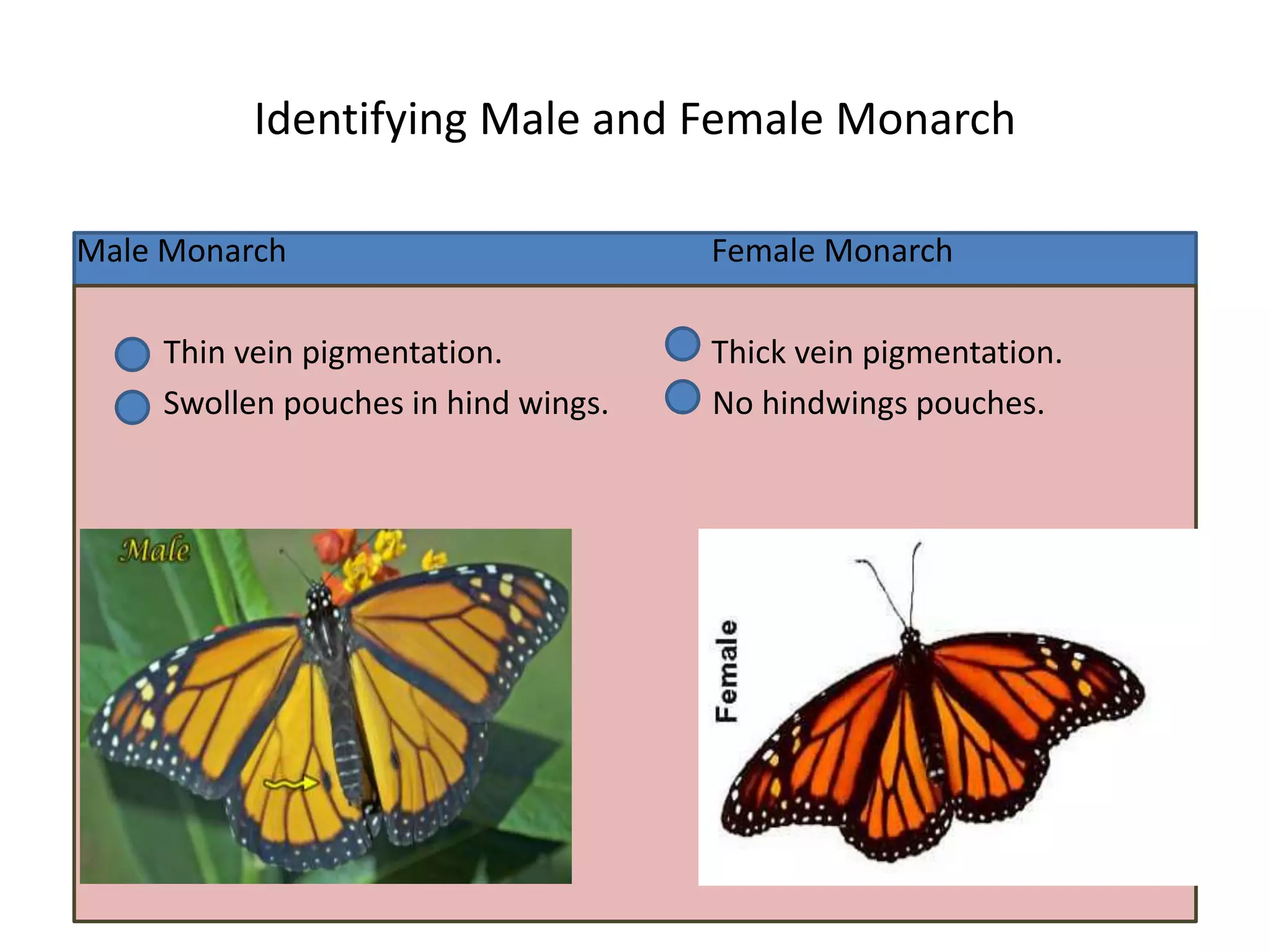 A presentation on lifecycle and rearing of monarch butterfly. | PPTX | Birdwatching | Hobbies ...