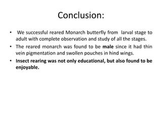 A presentation on lifecycle and rearing of monarch butterfly. | PPTX