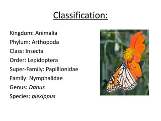 A presentation on lifecycle and rearing of monarch butterfly. | PPTX ...