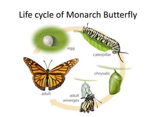 A presentation on lifecycle and rearing of monarch butterfly. | PPTX ...