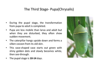 A presentation on lifecycle and rearing of monarch butterfly. | PPTX