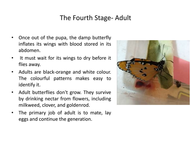 A presentation on lifecycle and rearing of monarch butterfly. | PPTX ...