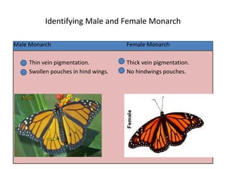 A presentation on lifecycle and rearing of monarch butterfly. | PPTX ...