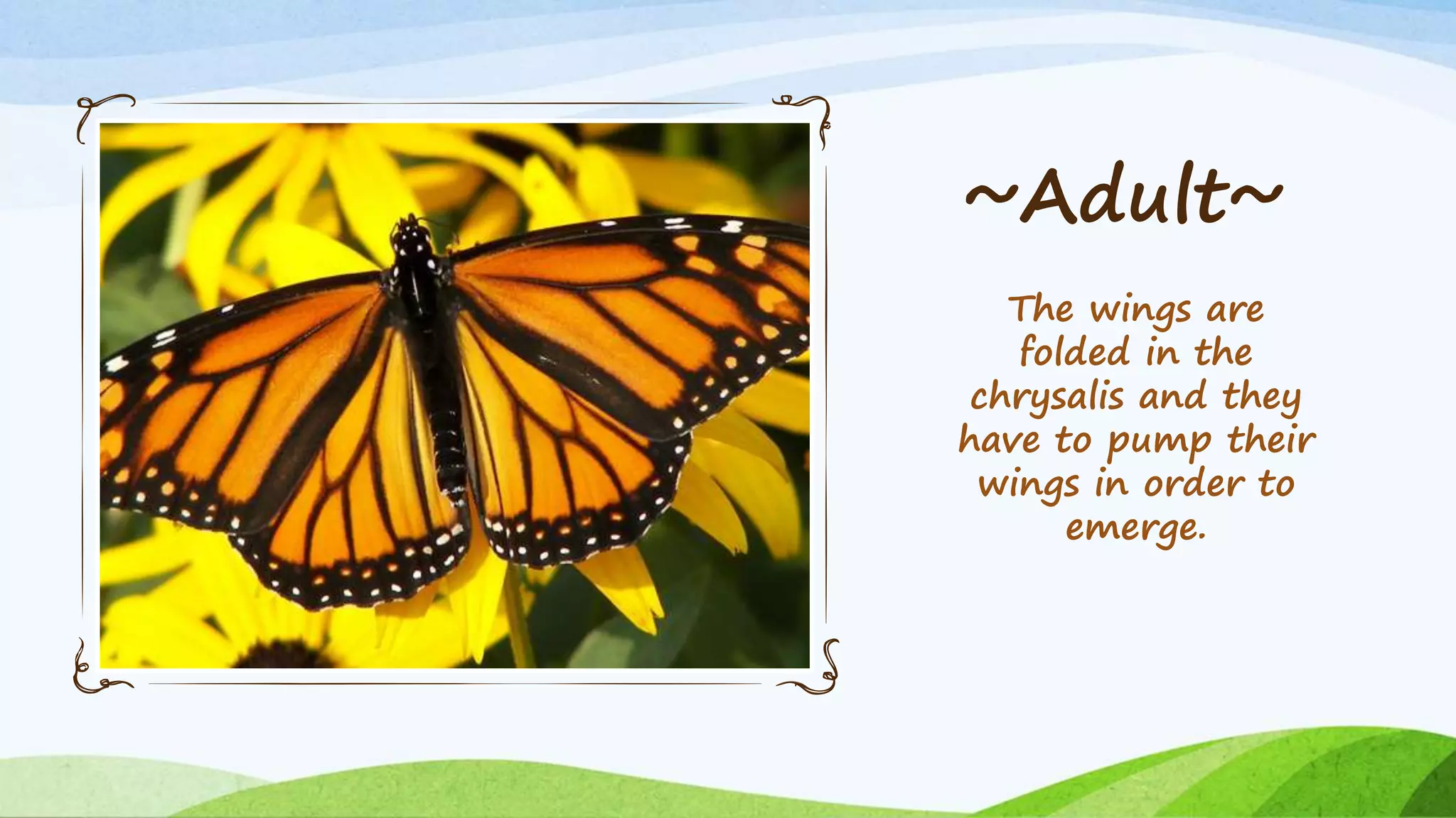 Monarch Butterfly | PPTX