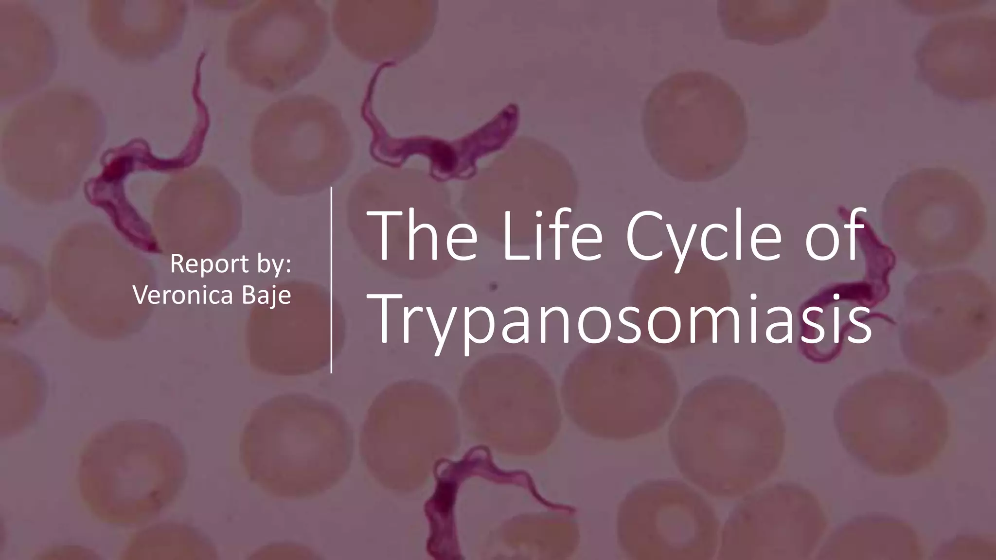 The Life Cycle of Trypanosomiasis | PPTX