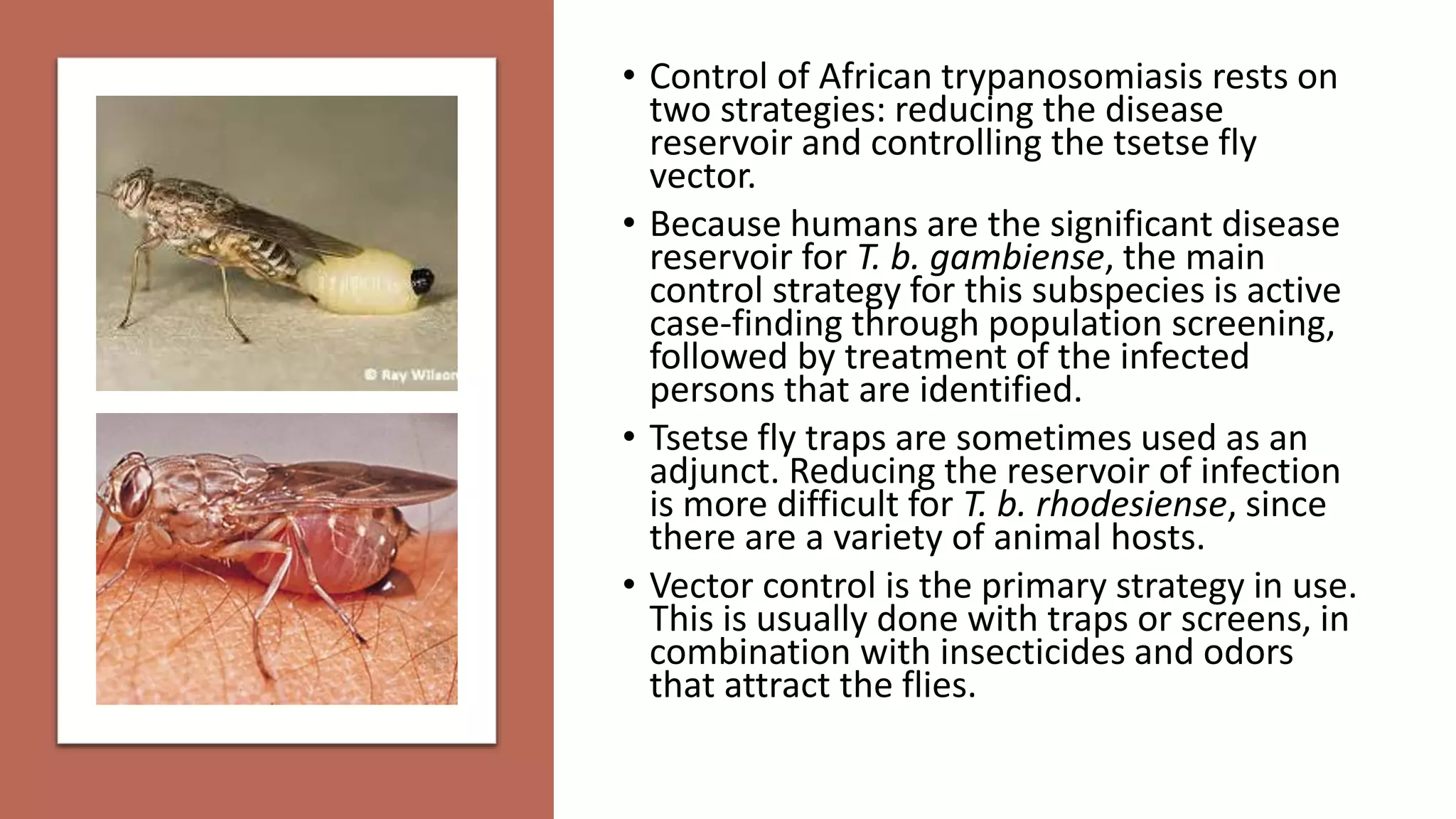 The Life Cycle of Trypanosomiasis | PPTX