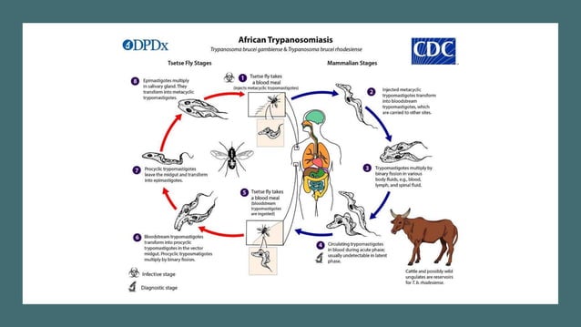The Life Cycle of Trypanosomiasis | PPTX | Infectious Diseases | Diseases and Conditions