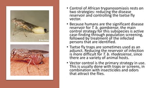 The Life Cycle of Trypanosomiasis | PPTX