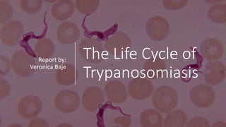 Trypanosoma Slide