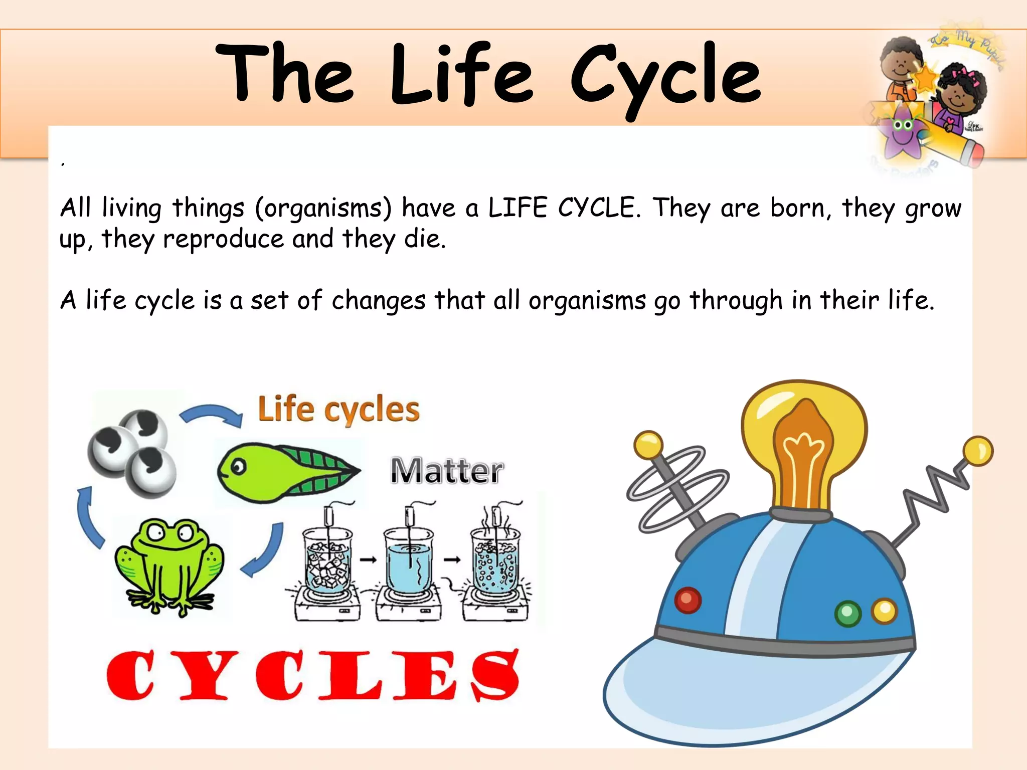The Life Cycle: The Stages of the Metamorphosis Process | PPT
