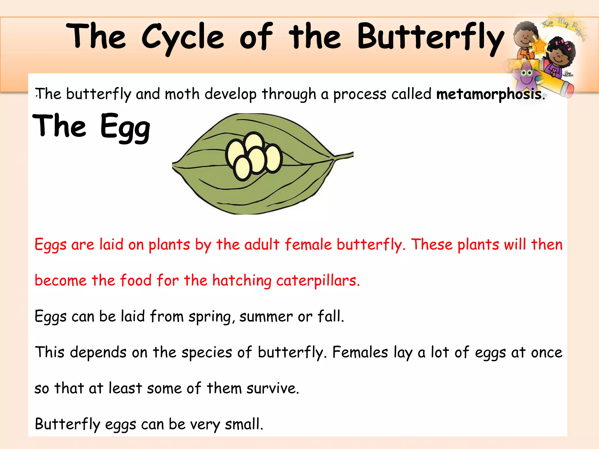 The Life Cycle: The Stages of the Metamorphosis Process | PDF
