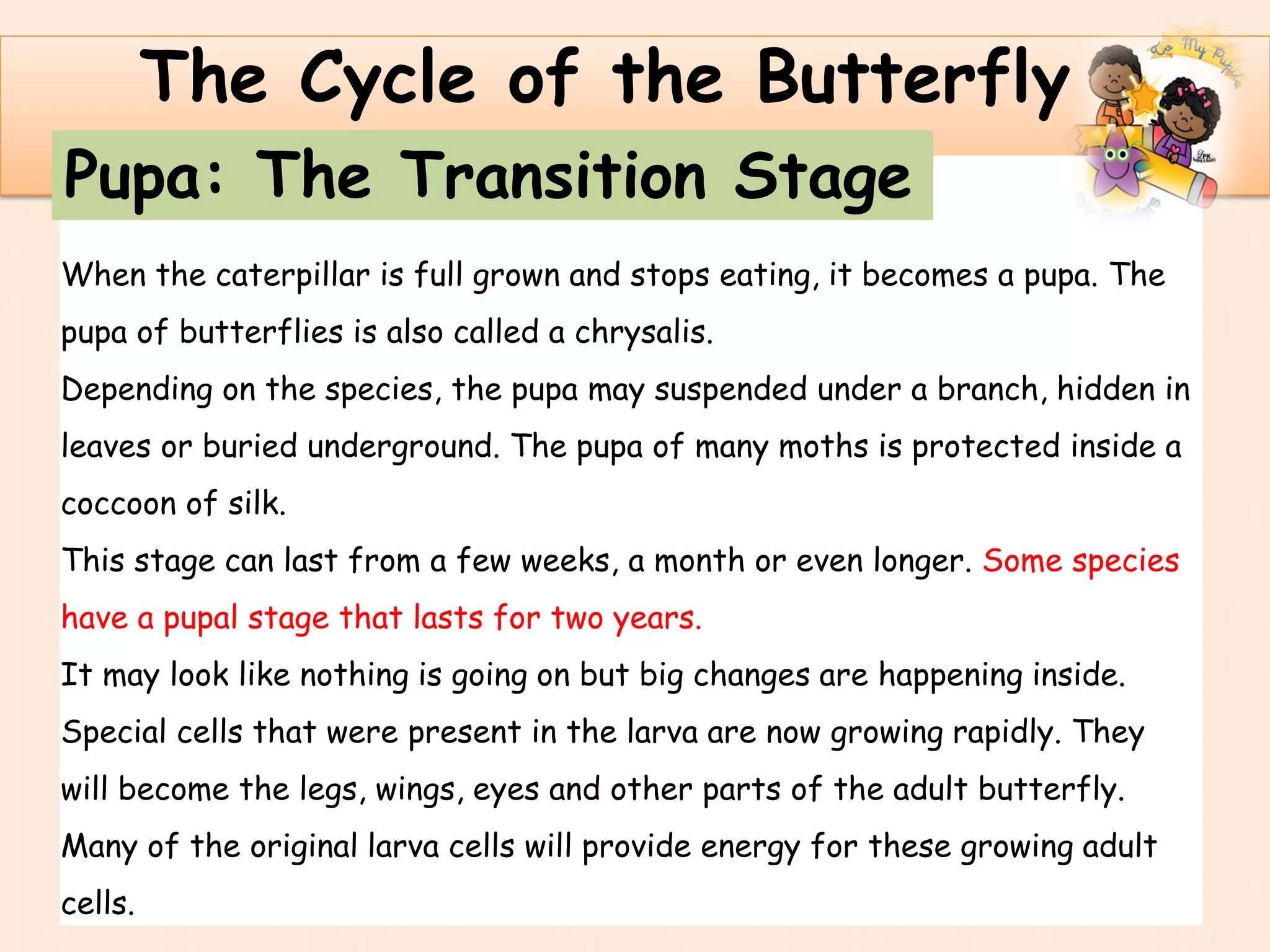The Life Cycle: The Stages of the Metamorphosis Process | PDF