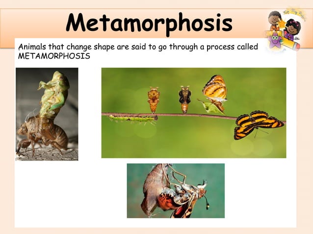 The Life Cycle: The Stages of the Metamorphosis Process | PPT