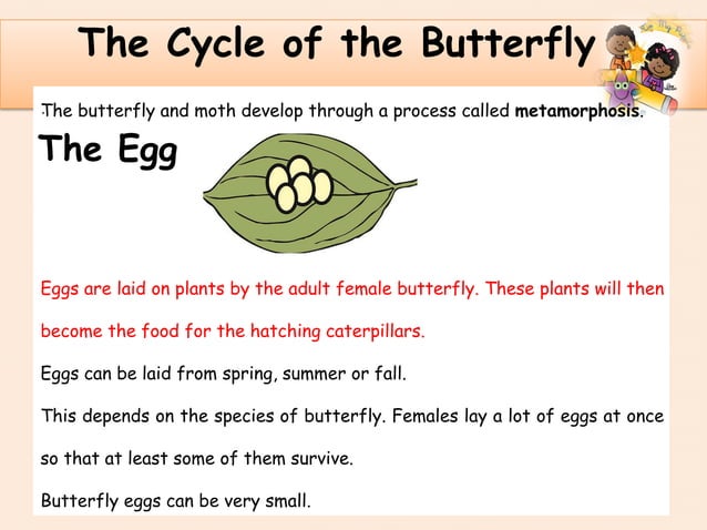 The Life Cycle: The Stages of the Metamorphosis Process | PPT