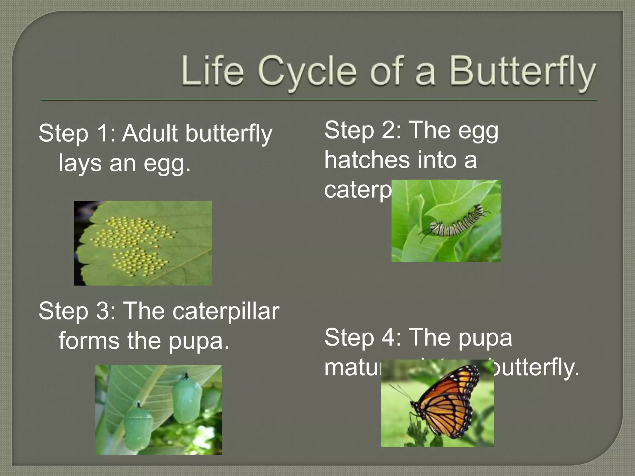 The lifecyle of a butterfly | PPTX