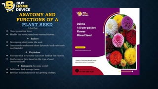 The Life of a Plant Seed.pptx